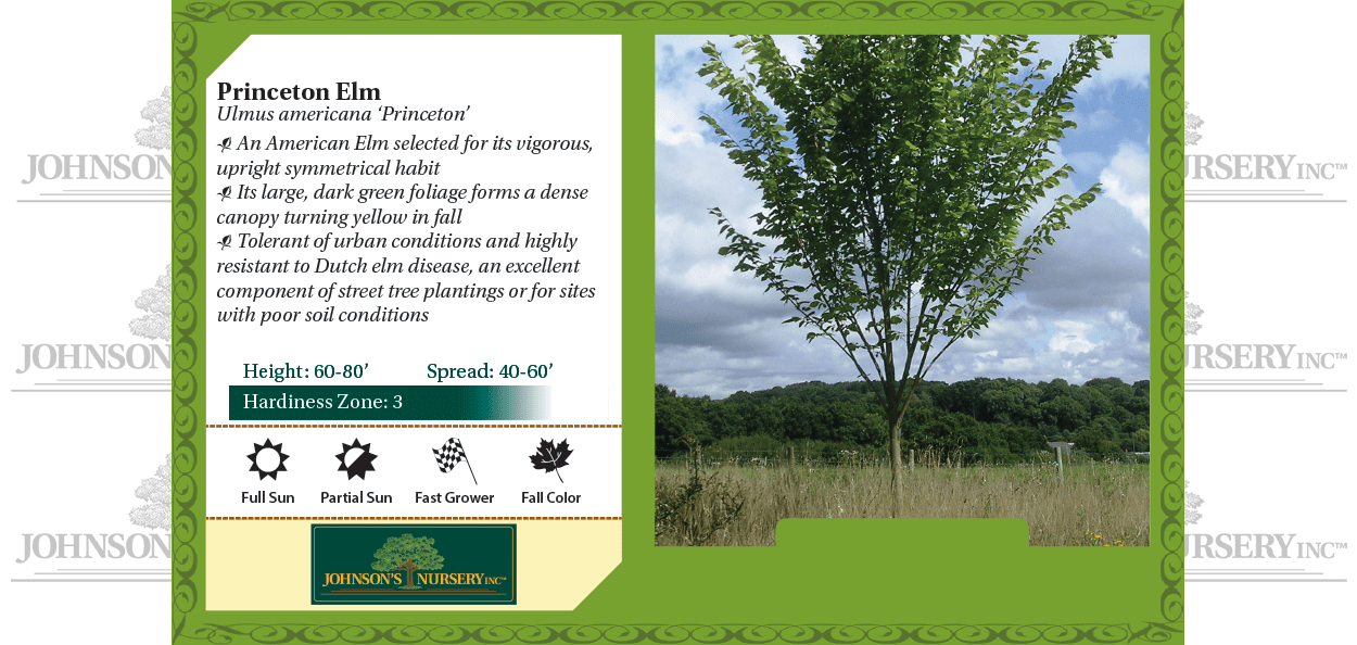 Princeton Elm | Johnson's Nursery | KB