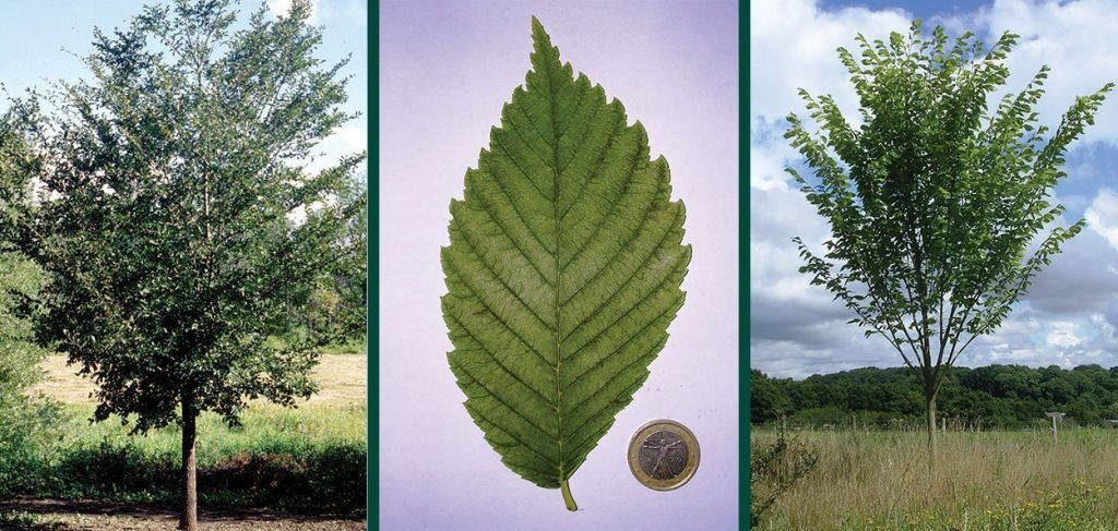 Princeton Elm | Johnson's Nursery | KB