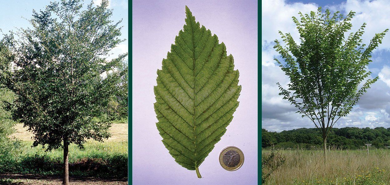 Princeton Elm | Johnson's Nursery | KB