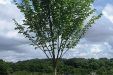 Princeton Elm | Johnson's Nursery | KB
