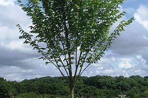 Find Plants | Johnson's Nursery | KB