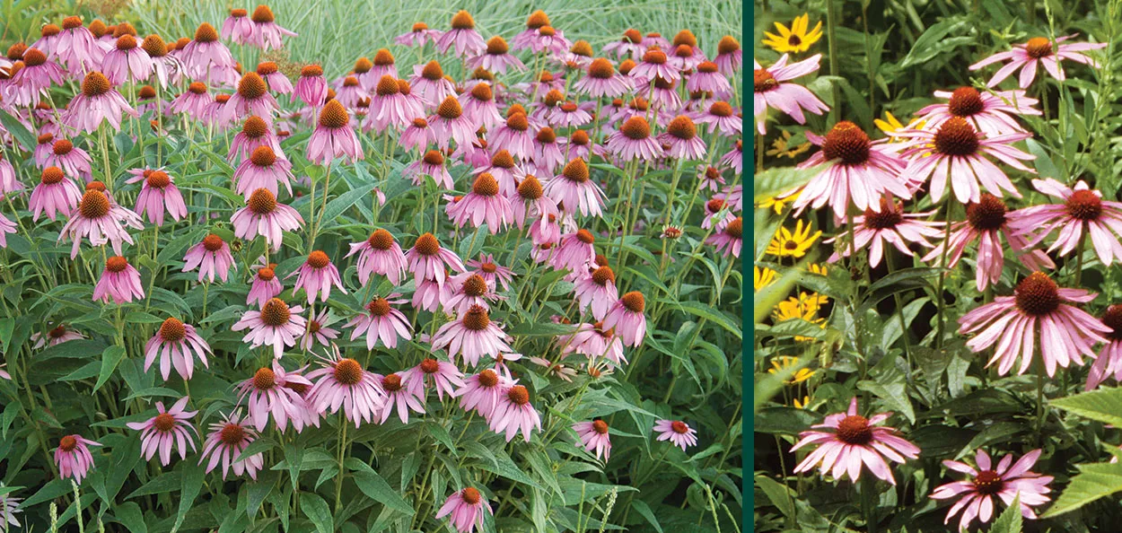 Purple Coneflower | Johnson's Nursery | KB