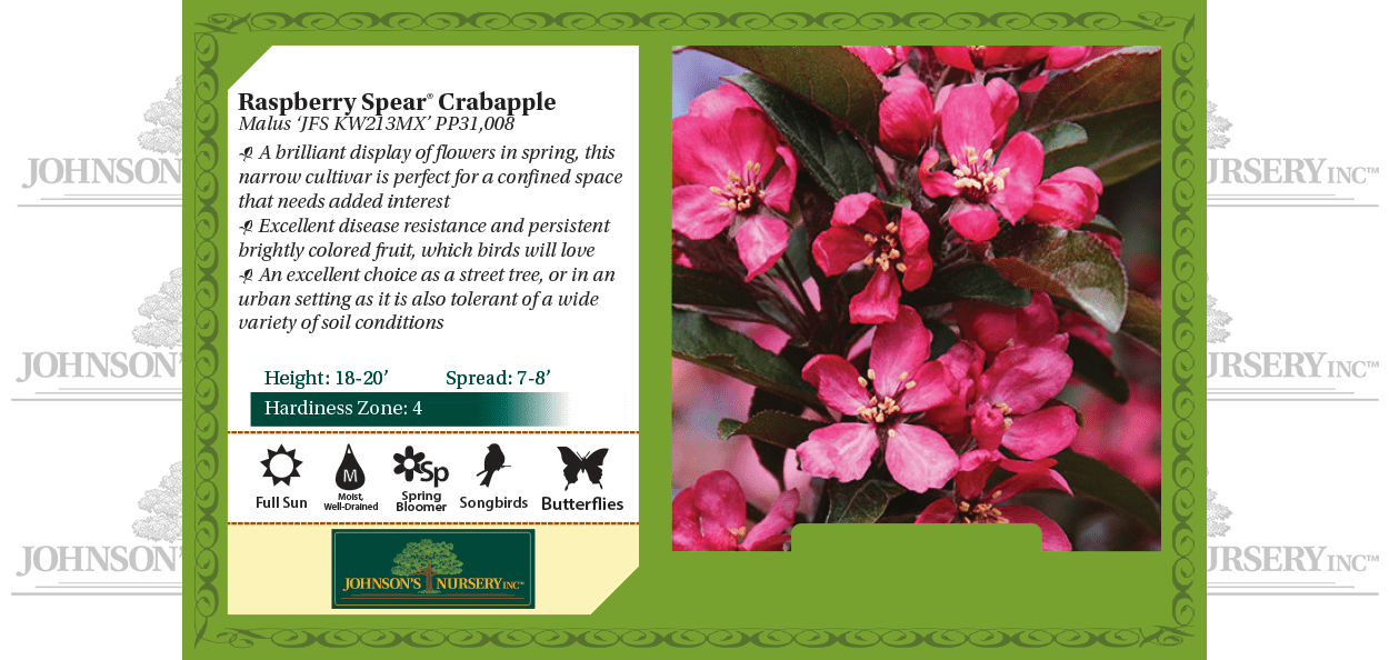Raspberry Spear® Crabapple | Johnson's Nursery | KB