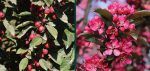 Raspberry Spear® Crabapple | Johnson's Nursery | KB