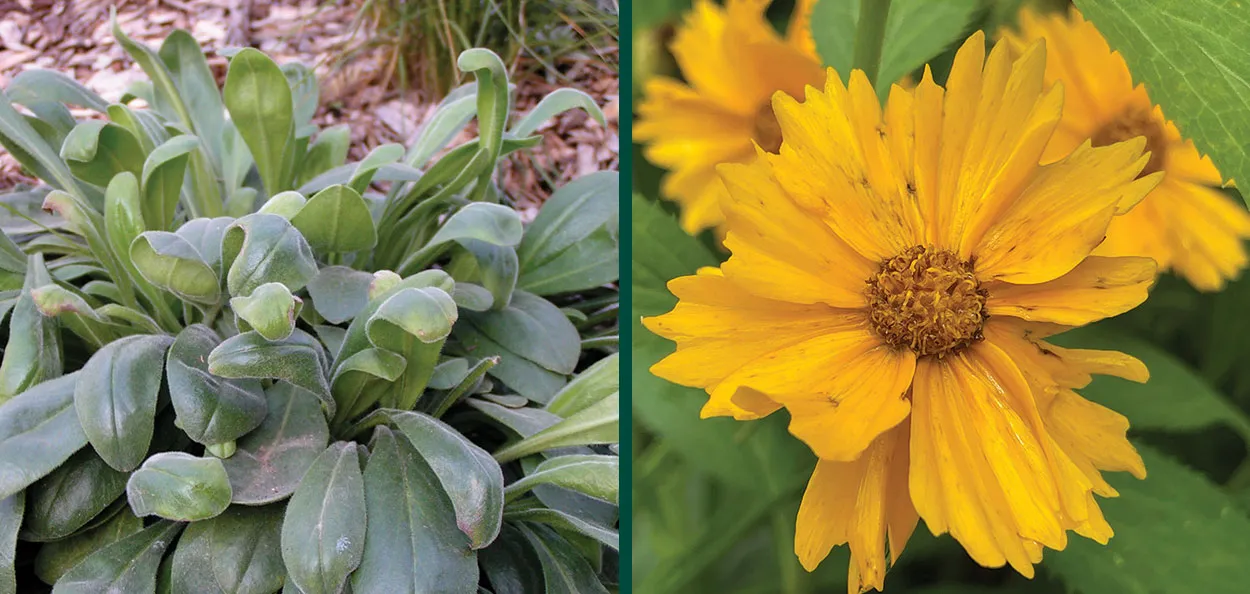 Sand Coreopsis | Johnson's Nursery | KB