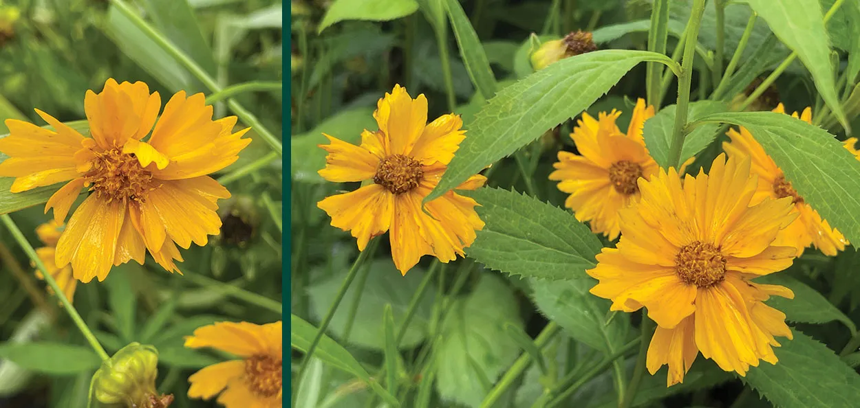 Sand Coreopsis | Johnson's Nursery | KB