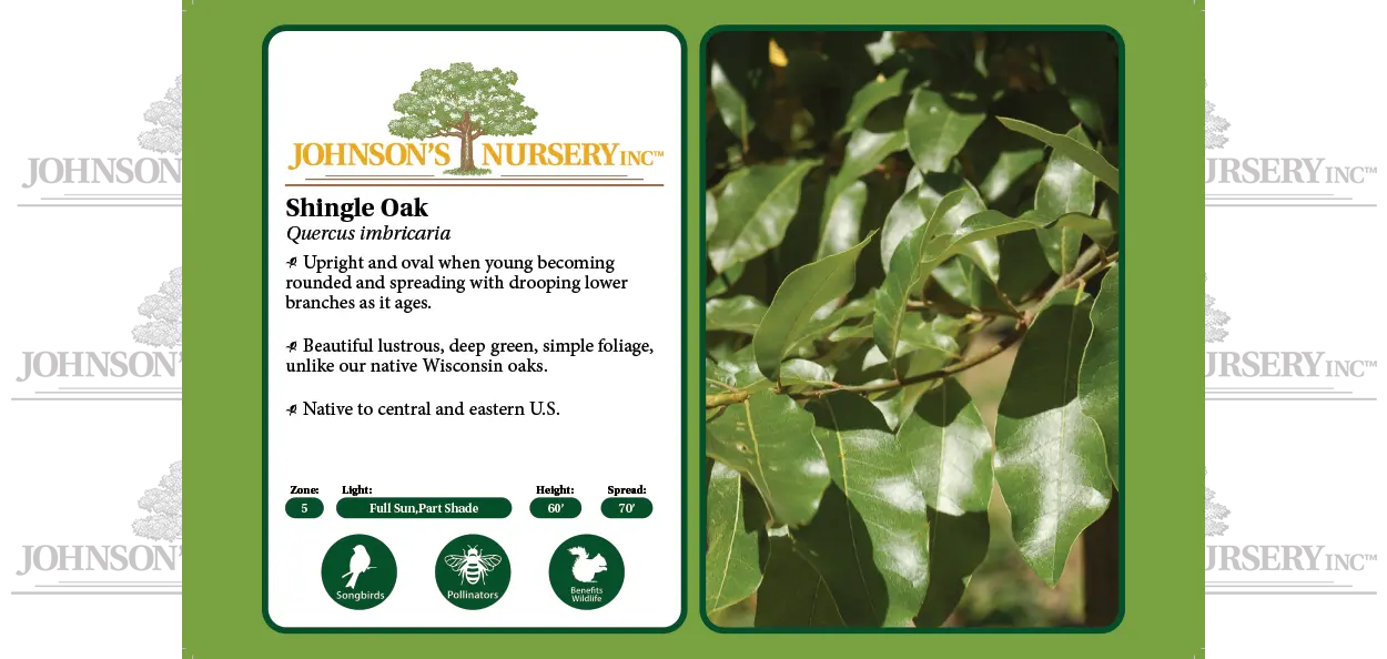 Shingle Oak | Johnson's Nursery | KB