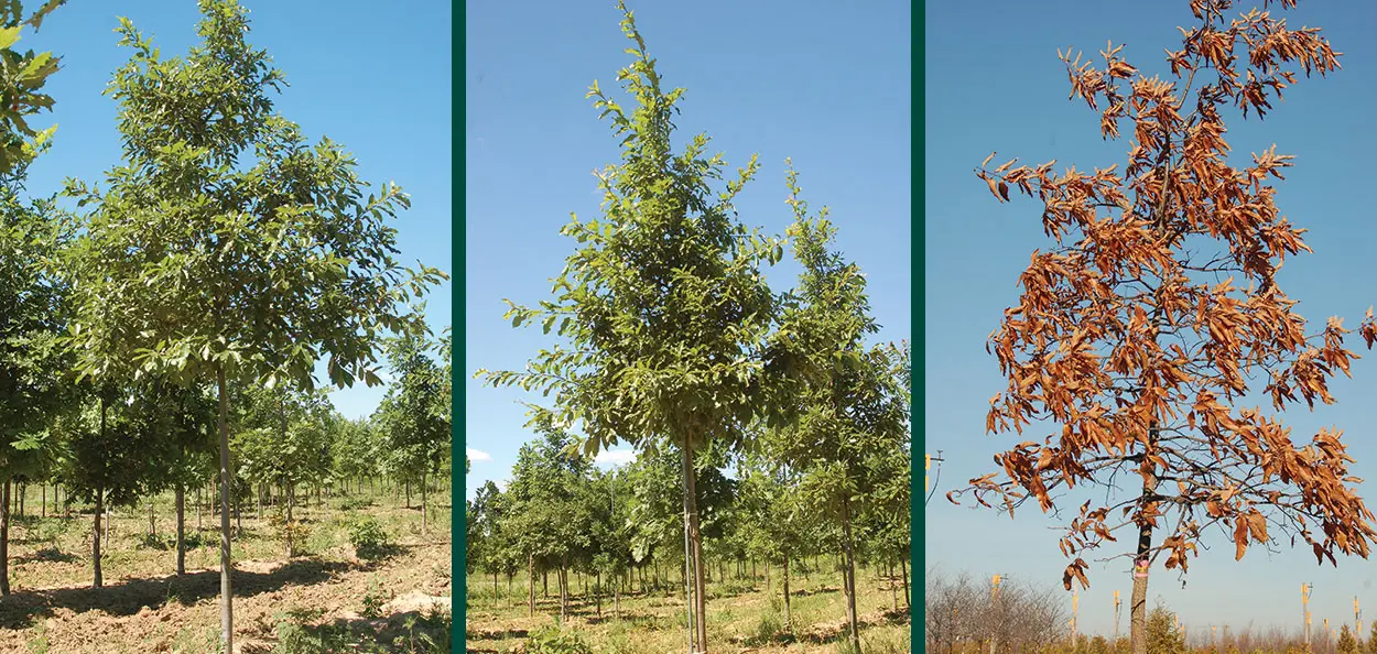 Shingle Oak | Johnson's Nursery | KB