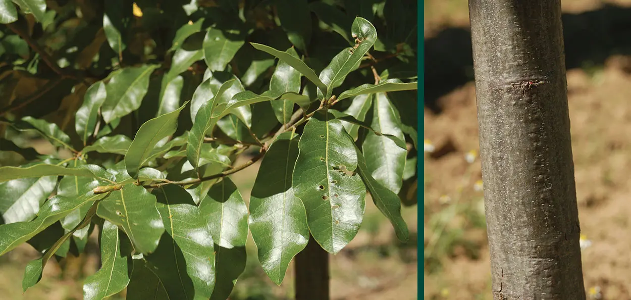 Shingle Oak | Johnson's Nursery | KB
