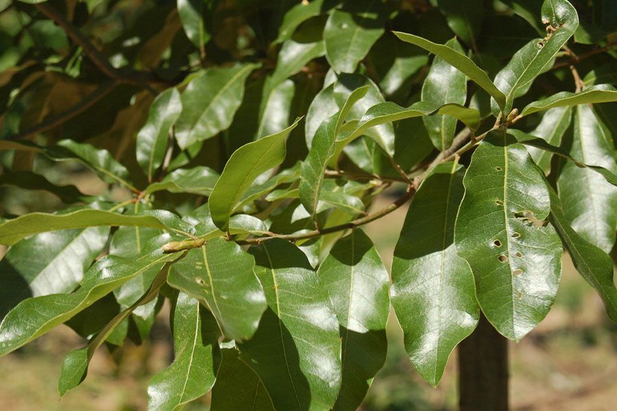 Shingle Oak | Johnson's Nursery | KB