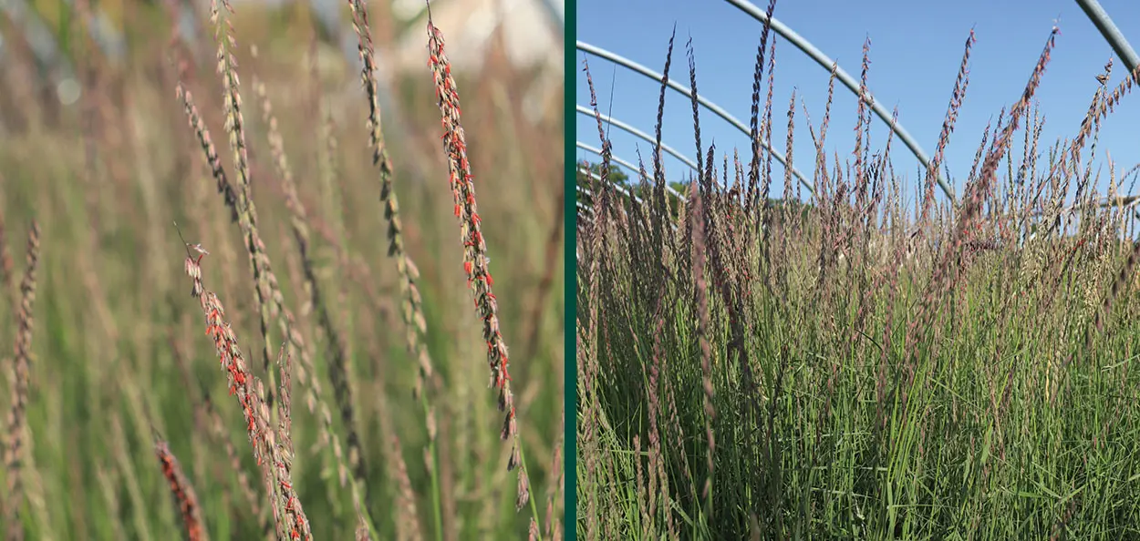 Side-oats Grama Grass | Johnson's Nursery | KB
