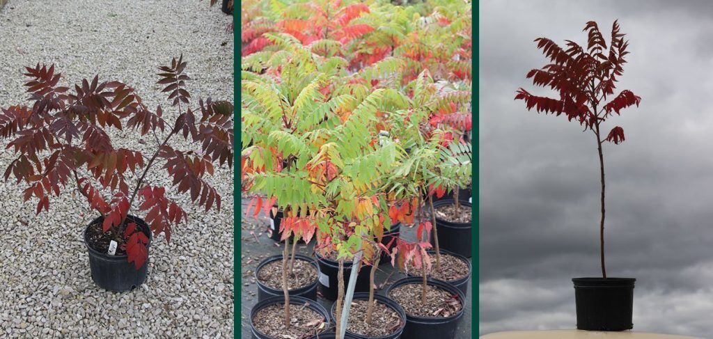 Smooth Sumac | Johnson's Nursery | KB