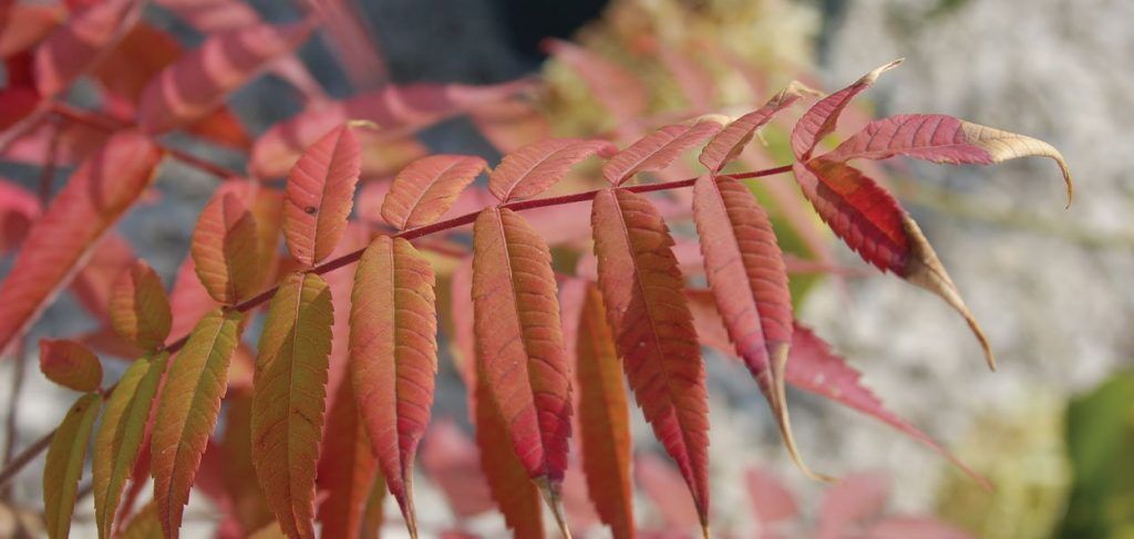 Smooth Sumac | Johnson's Nursery | KB
