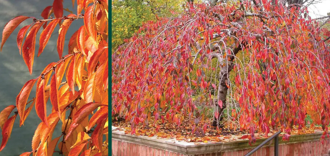 Snow Fountains® Weeping Cherry | Johnson's Nursery | KB