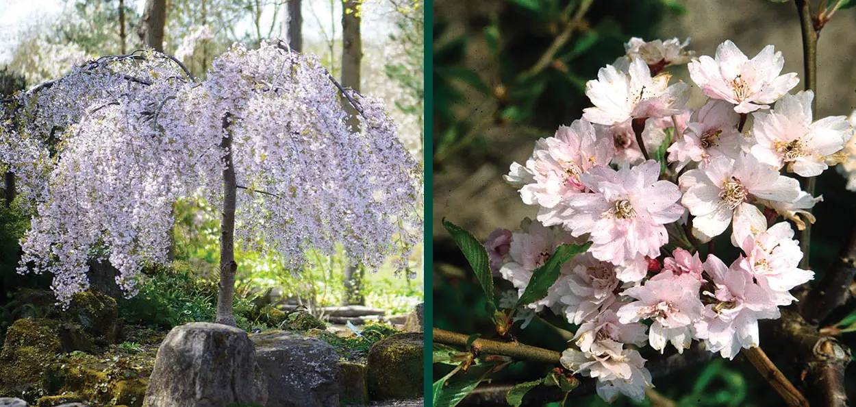 Snow Fountains® Weeping Cherry | Johnson's Nursery | KB