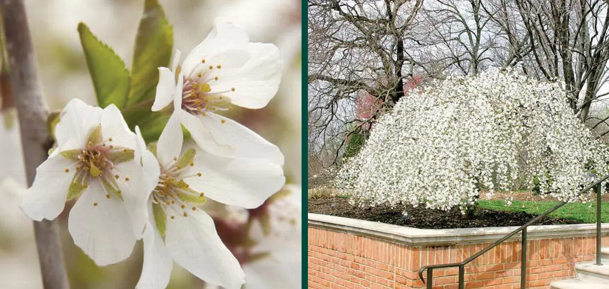 Snow Fountains® Weeping Cherry | Johnson's Nursery | KB
