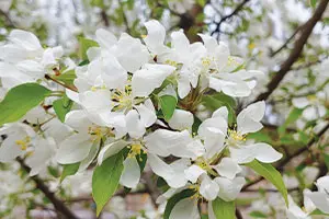 Spring Snow Crabapple | Johnson's Nursery | KB