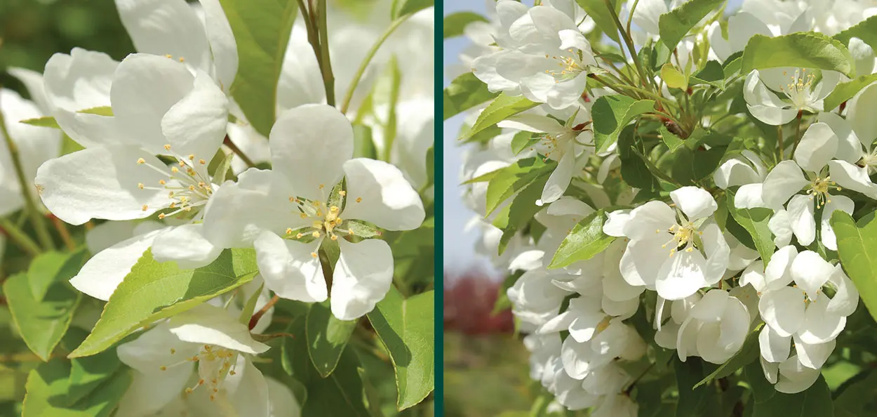 Spring Snow Crabapple | Johnson's Nursery | KB