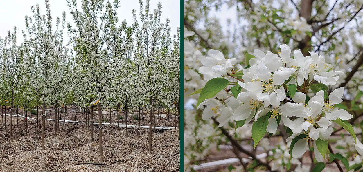 Spring Snow Crabapple | Johnson's Nursery | KB