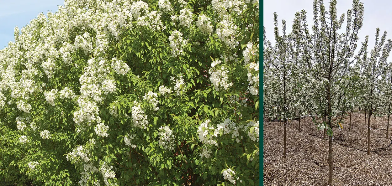Spring Snow Crabapple | Johnson's Nursery | KB