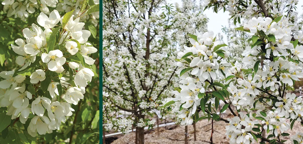 Spring Snow Crabapple | Johnson's Nursery | KB