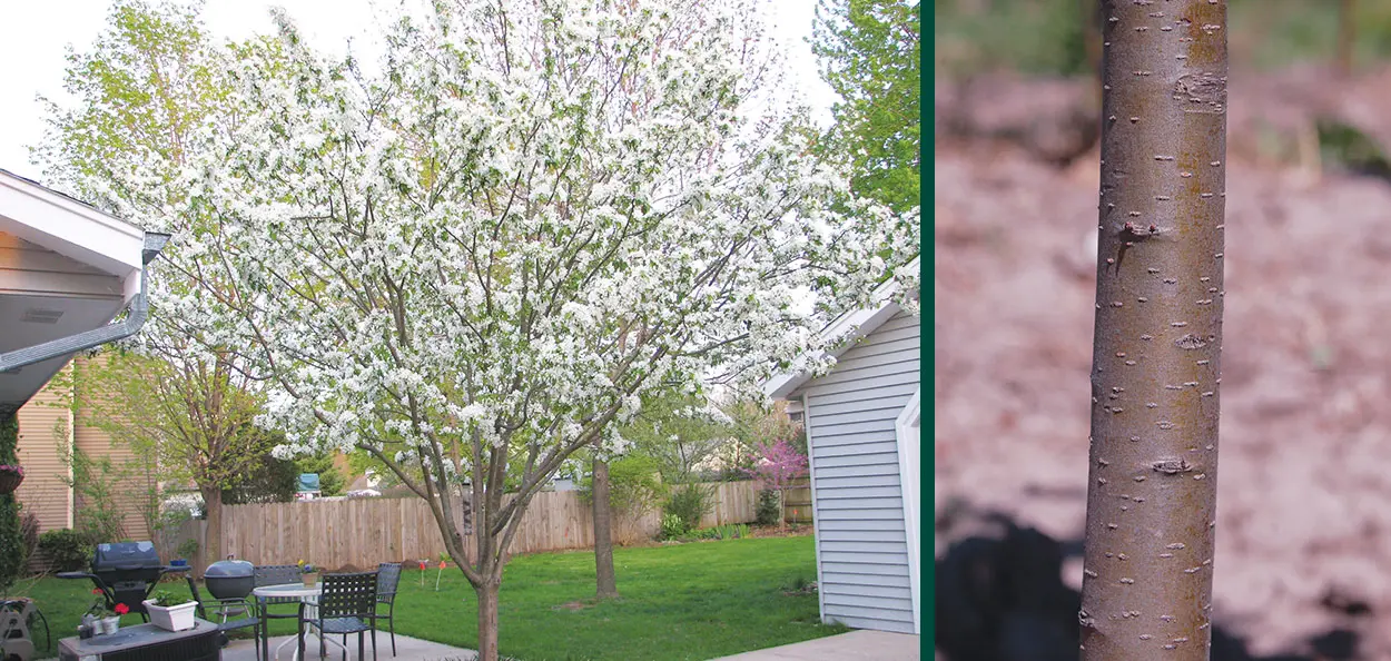 Spring Snow Crabapple | Johnson's Nursery | KB