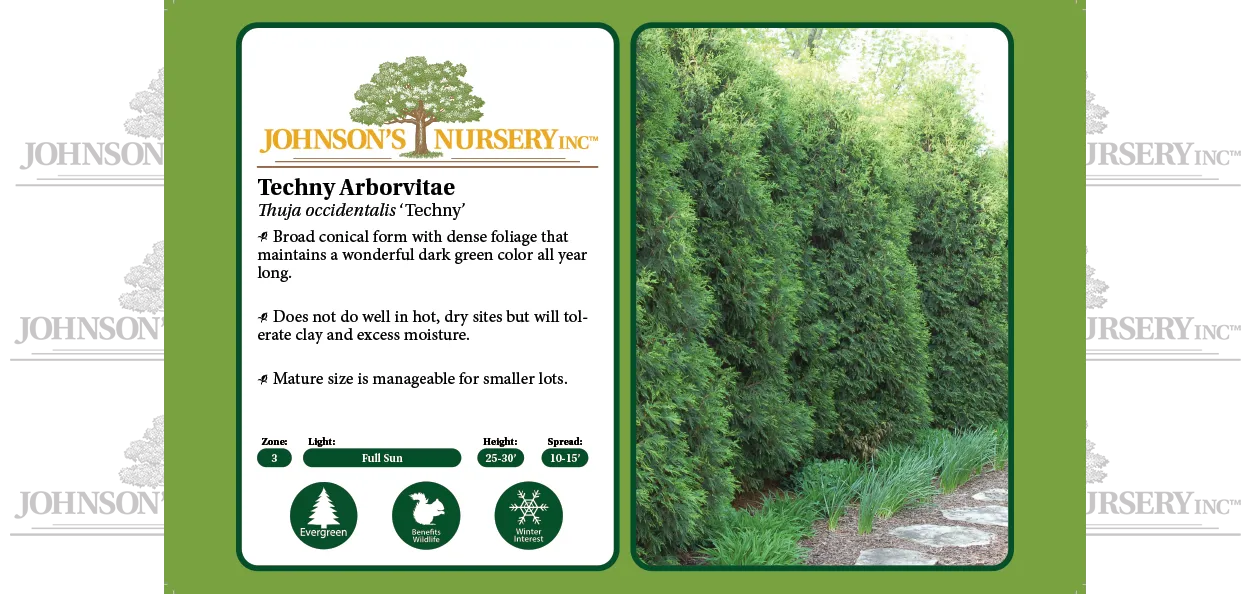 Techny Arborvitae | Johnson's Nursery | KB
