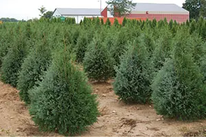 Techny Arborvitae | Johnson's Nursery | KB