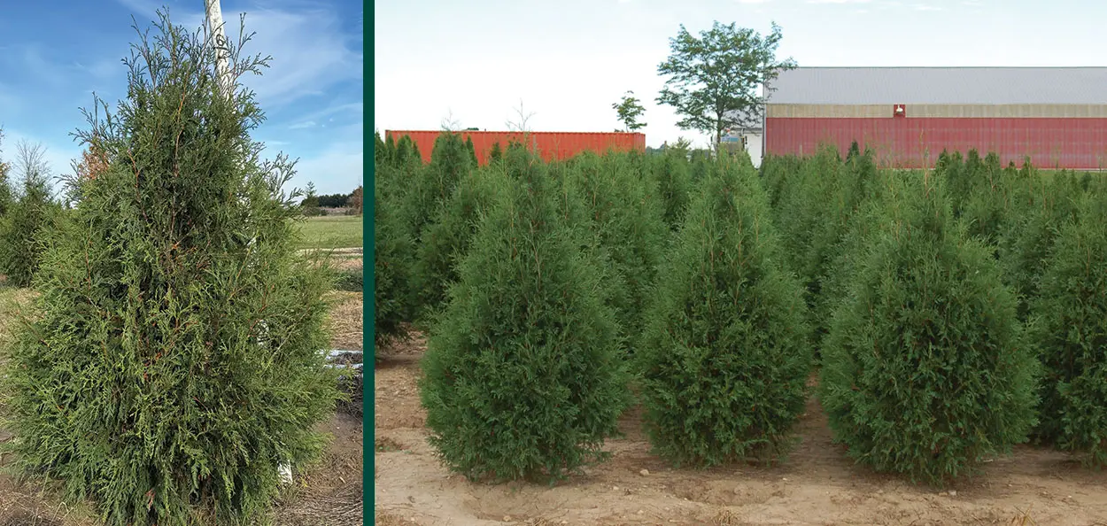 Techny Arborvitae | Johnson's Nursery | KB