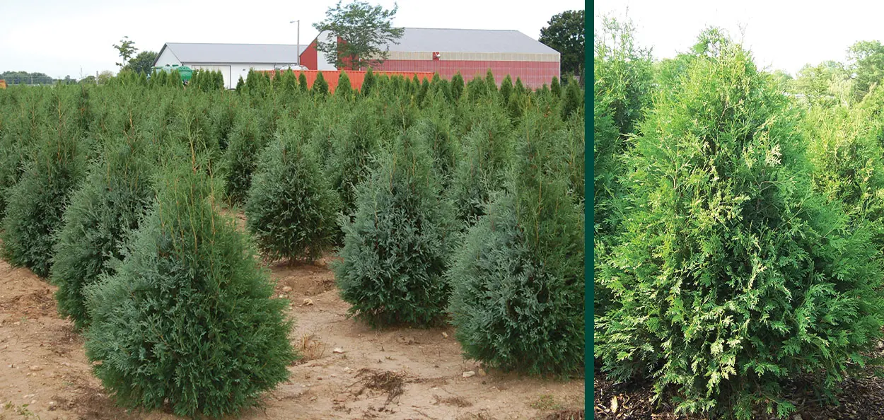 Techny Arborvitae | Johnson's Nursery | KB