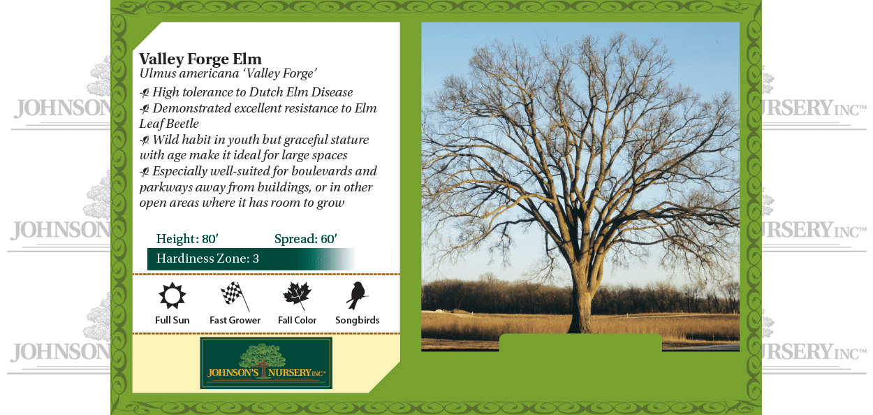 Valley Forge Elm | Johnson's Nursery | KB