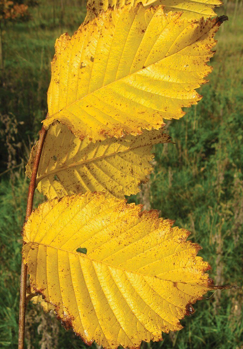 Valley Forge Elm | Johnson's Nursery | KB