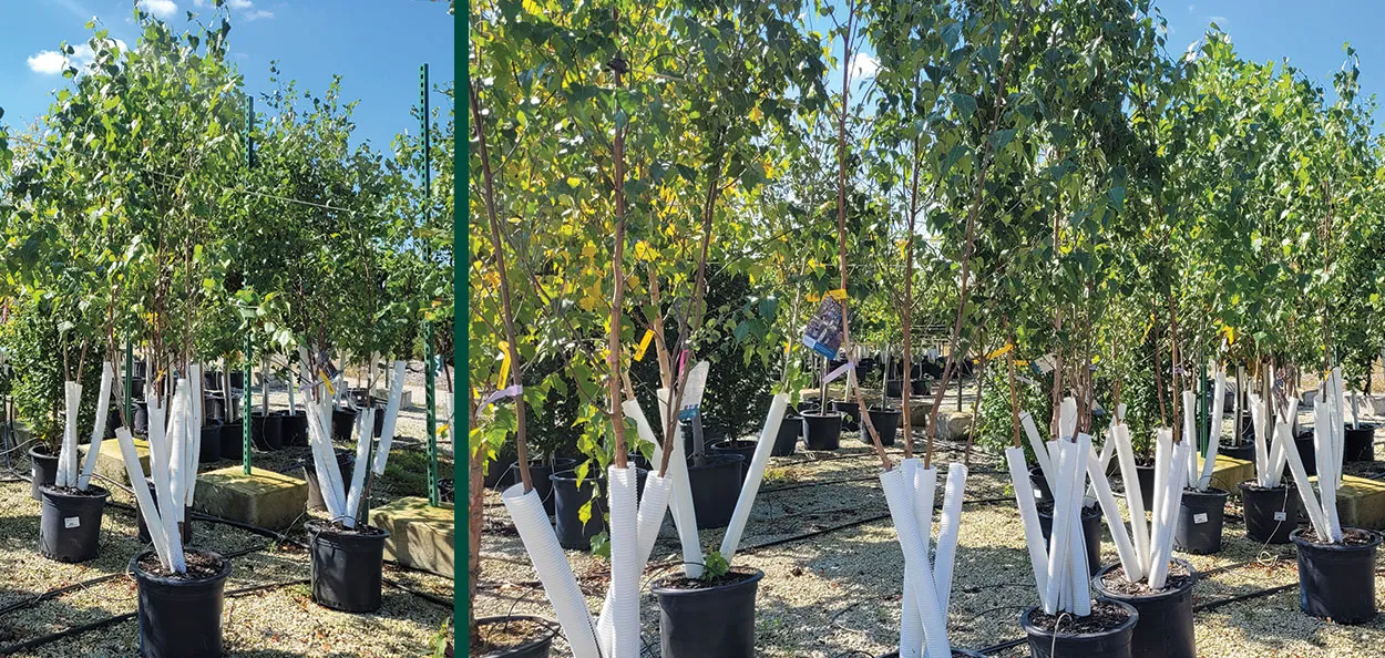 Whitespire Birch | Johnson's Nursery | KB