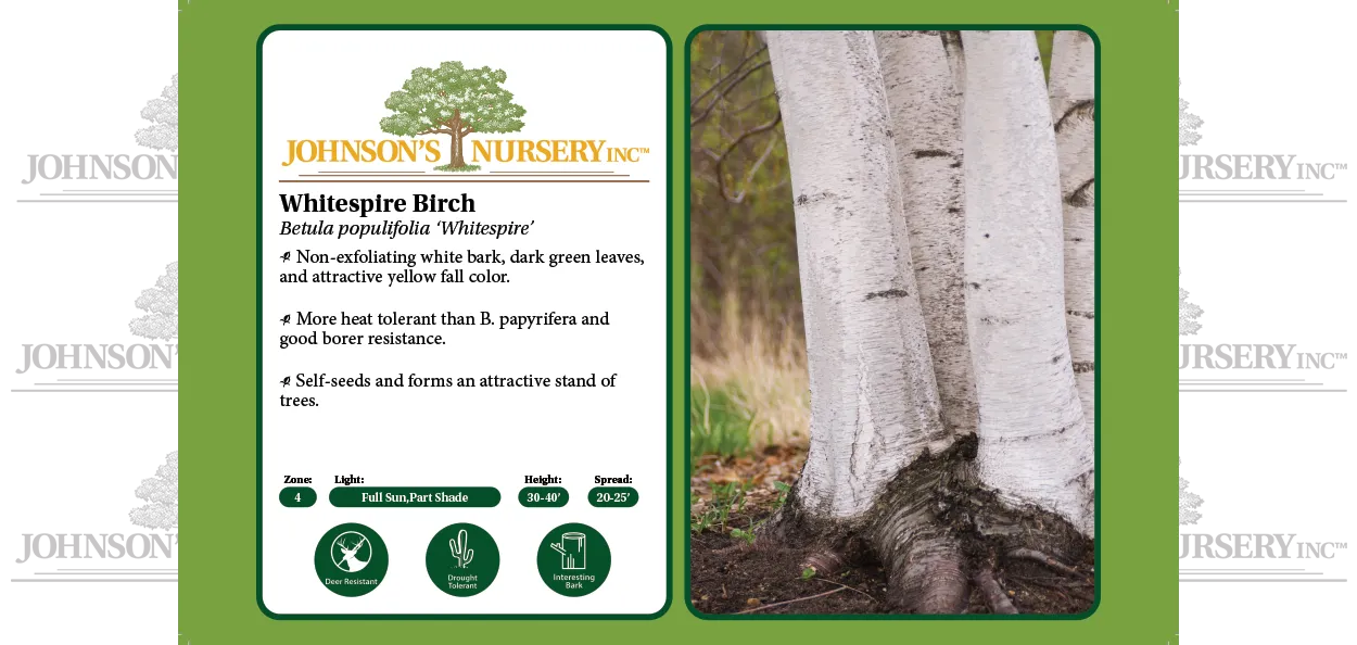 Whitespire Birch | Johnson's Nursery | KB