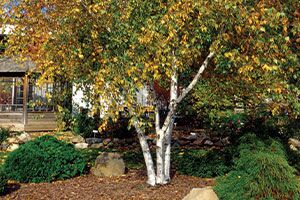 Whitespire Birch | Johnson's Nursery | KB