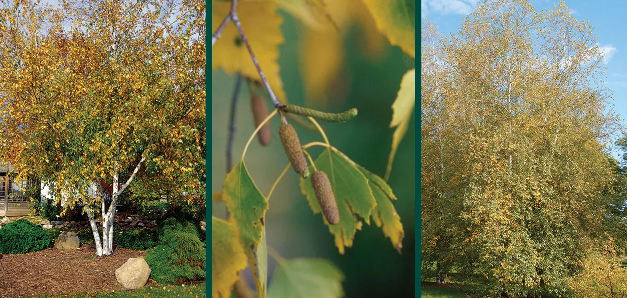 Whitespire Birch | Johnson's Nursery | KB