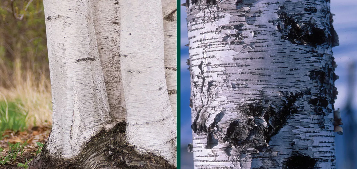 Whitespire Birch | Johnson's Nursery | KB