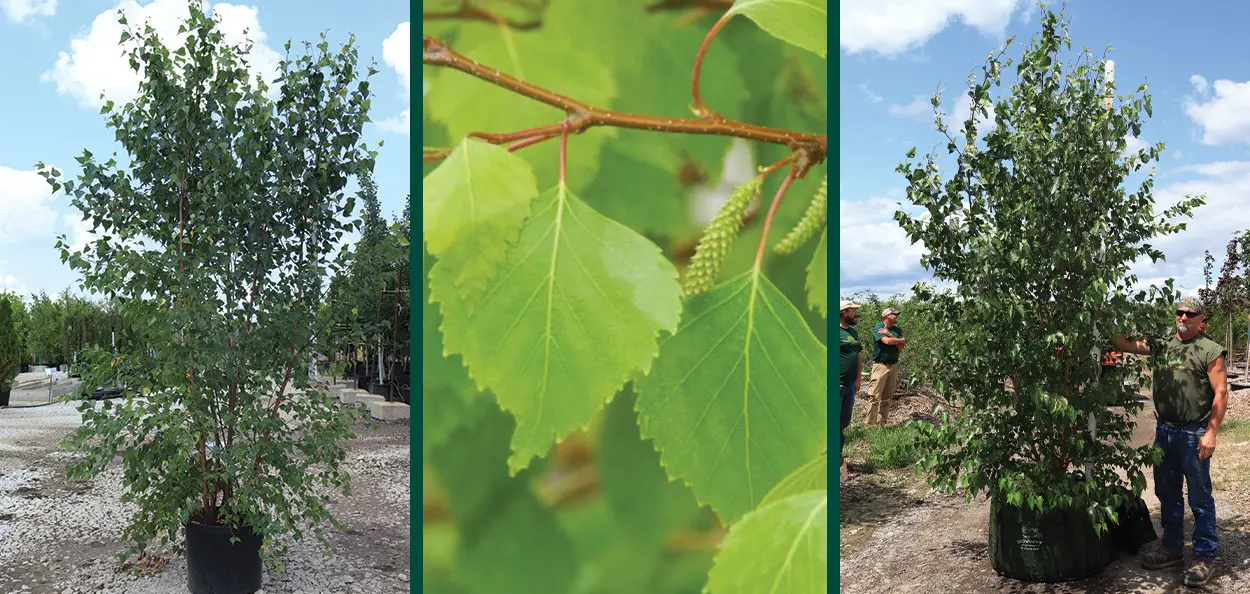 Whitespire Birch | Johnson's Nursery | KB