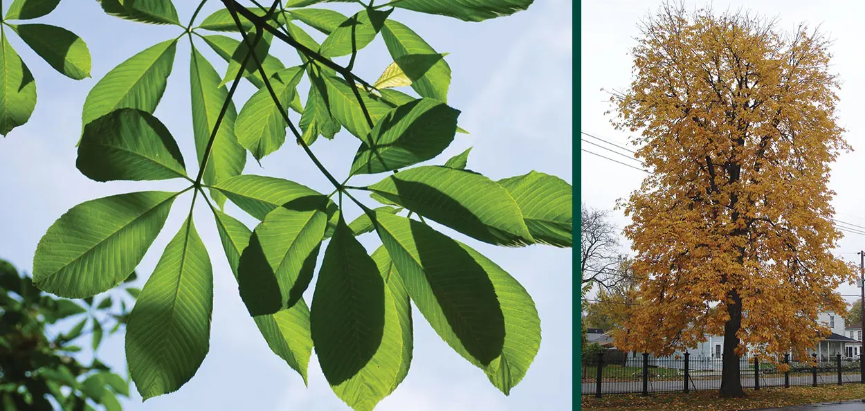 Yellow Buckeye | Johnson's Nursery | KB