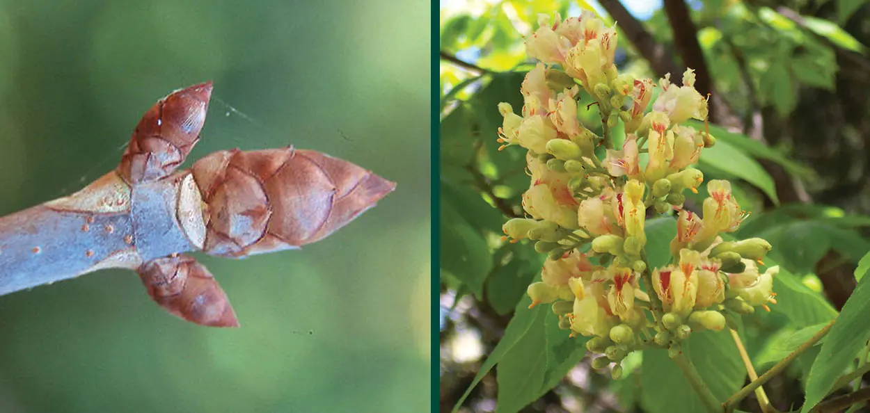 Yellow Buckeye | Johnson's Nursery | KB