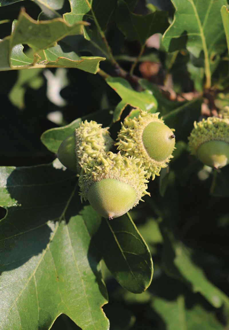 Wisconsin Native Trees | Johnson's Nursery | Knowledgebase
