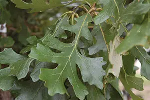 Bur Oak | Johnson's Nursery | KB