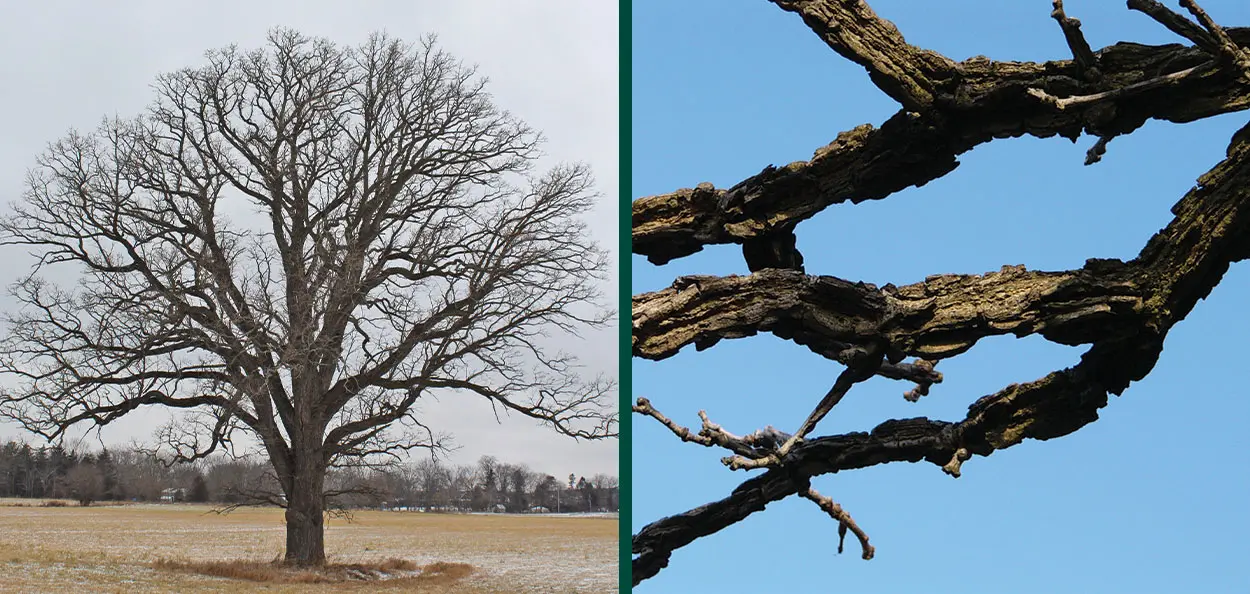 Bur Oak | Johnson's Nursery | KB