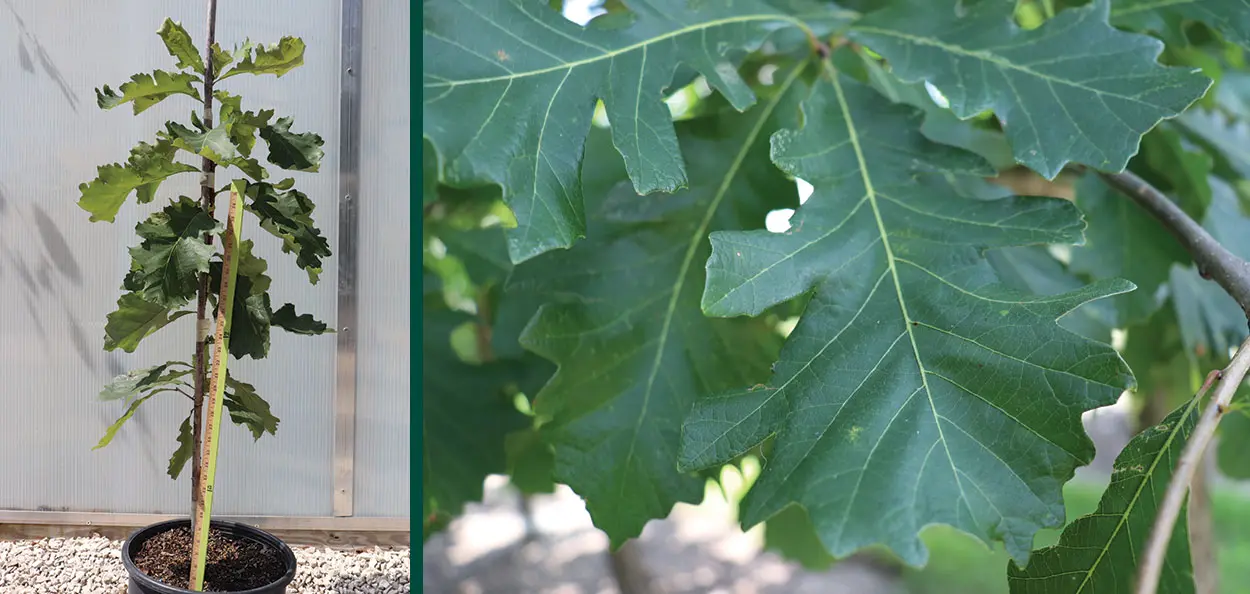 Bur Oak | Johnson's Nursery | KB