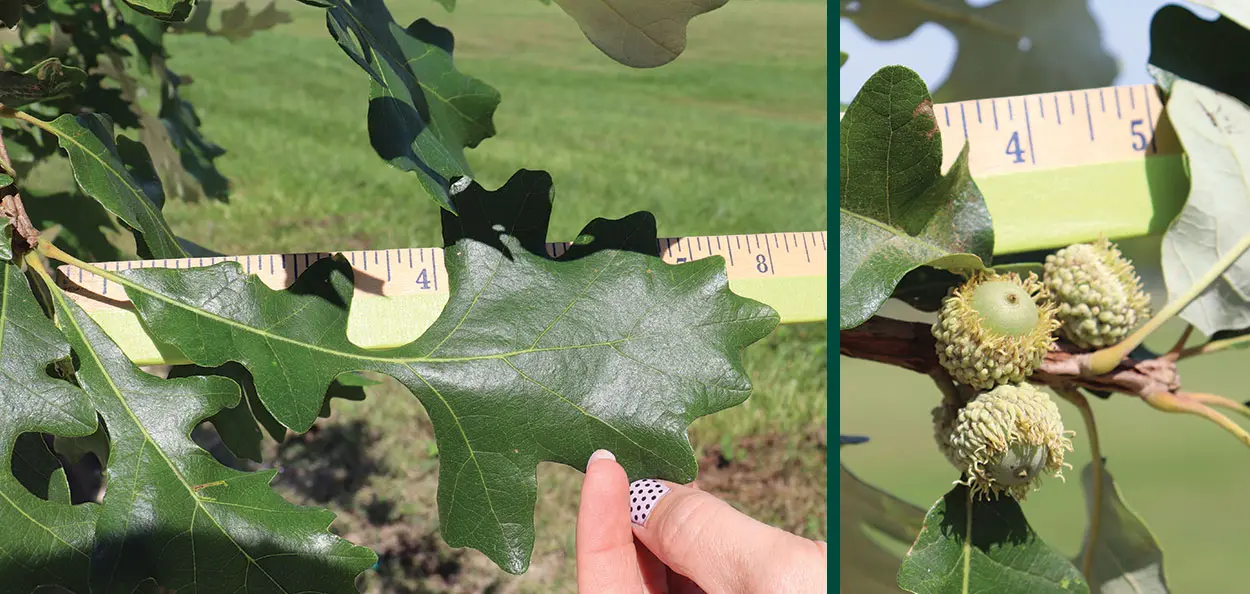 oak leaf size