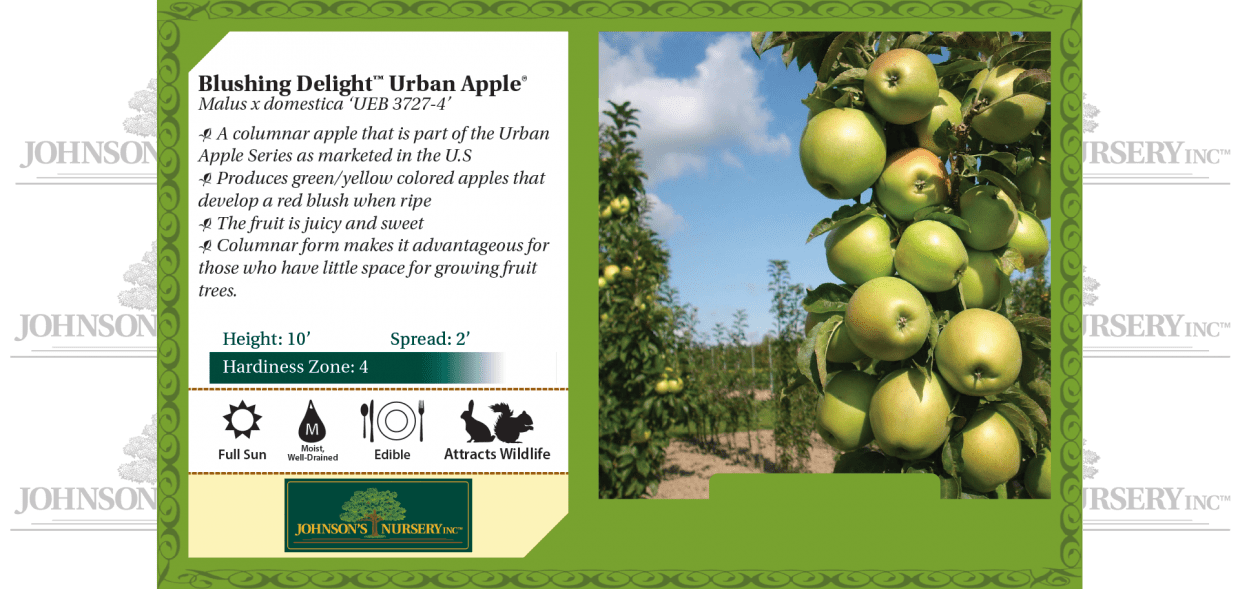 Blushing Delight™ Urban® Columnar Apple | Johnson's Nursery | KB