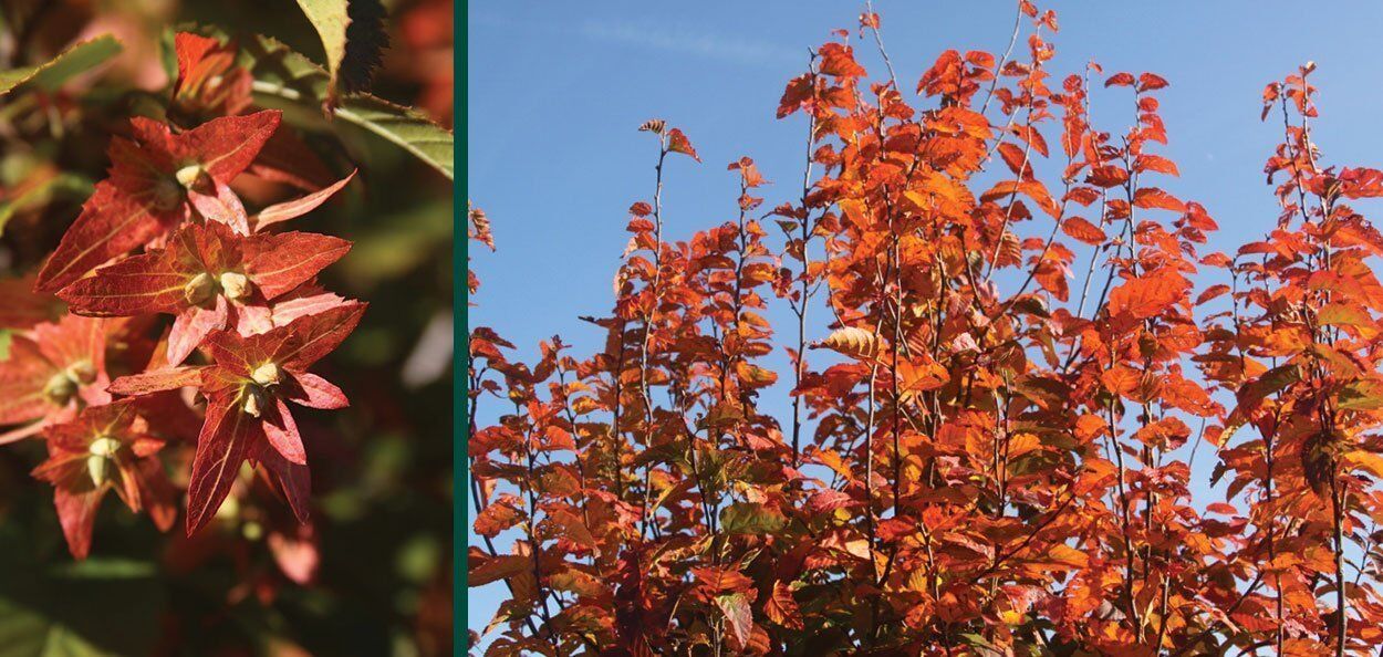 Fire King™ Musclewood | Johnson's Nursery | KB