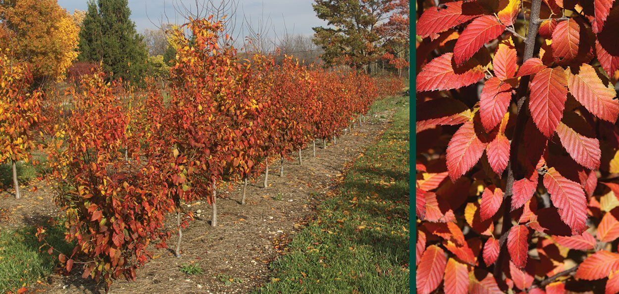 Fire King™ Musclewood | Johnson's Nursery | KB