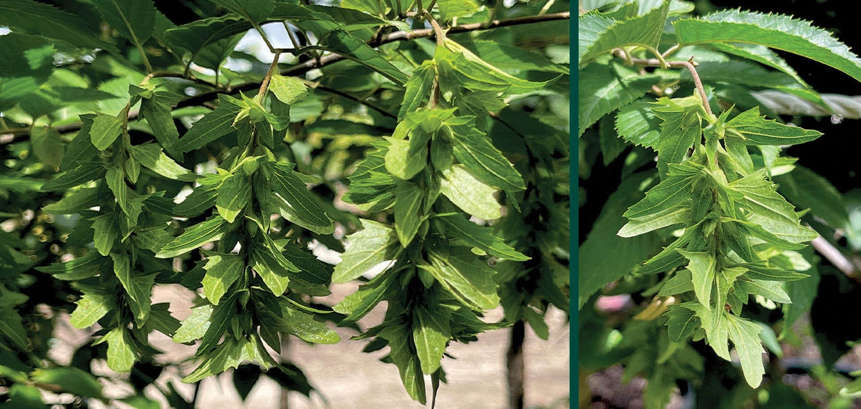 Fire King™ Musclewood | Johnson's Nursery | KB