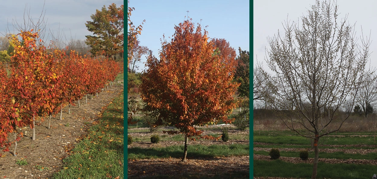 Fire King™ Musclewood | Johnson's Nursery | KB